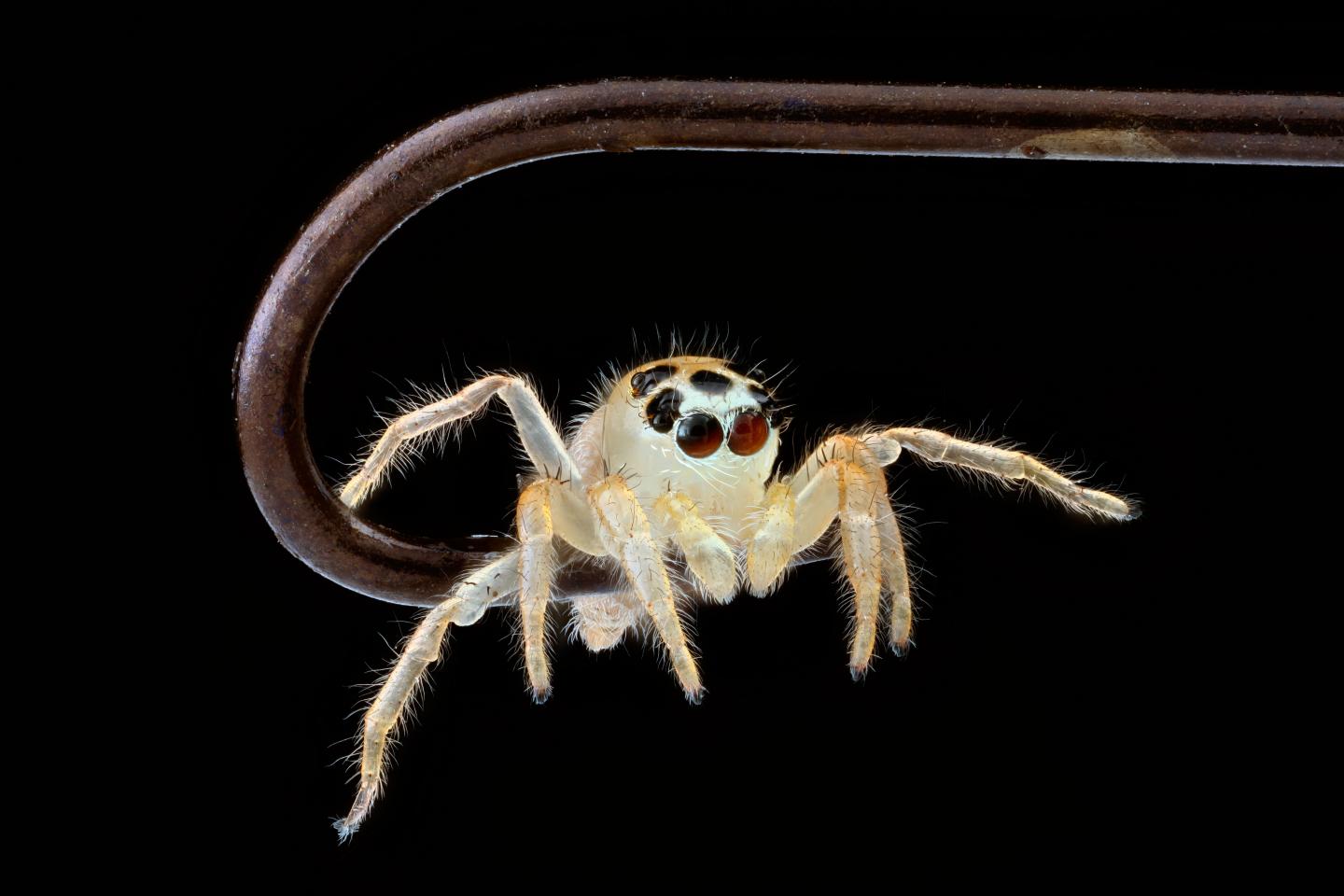How spiders distinguish living from non-livin | EurekAlert!