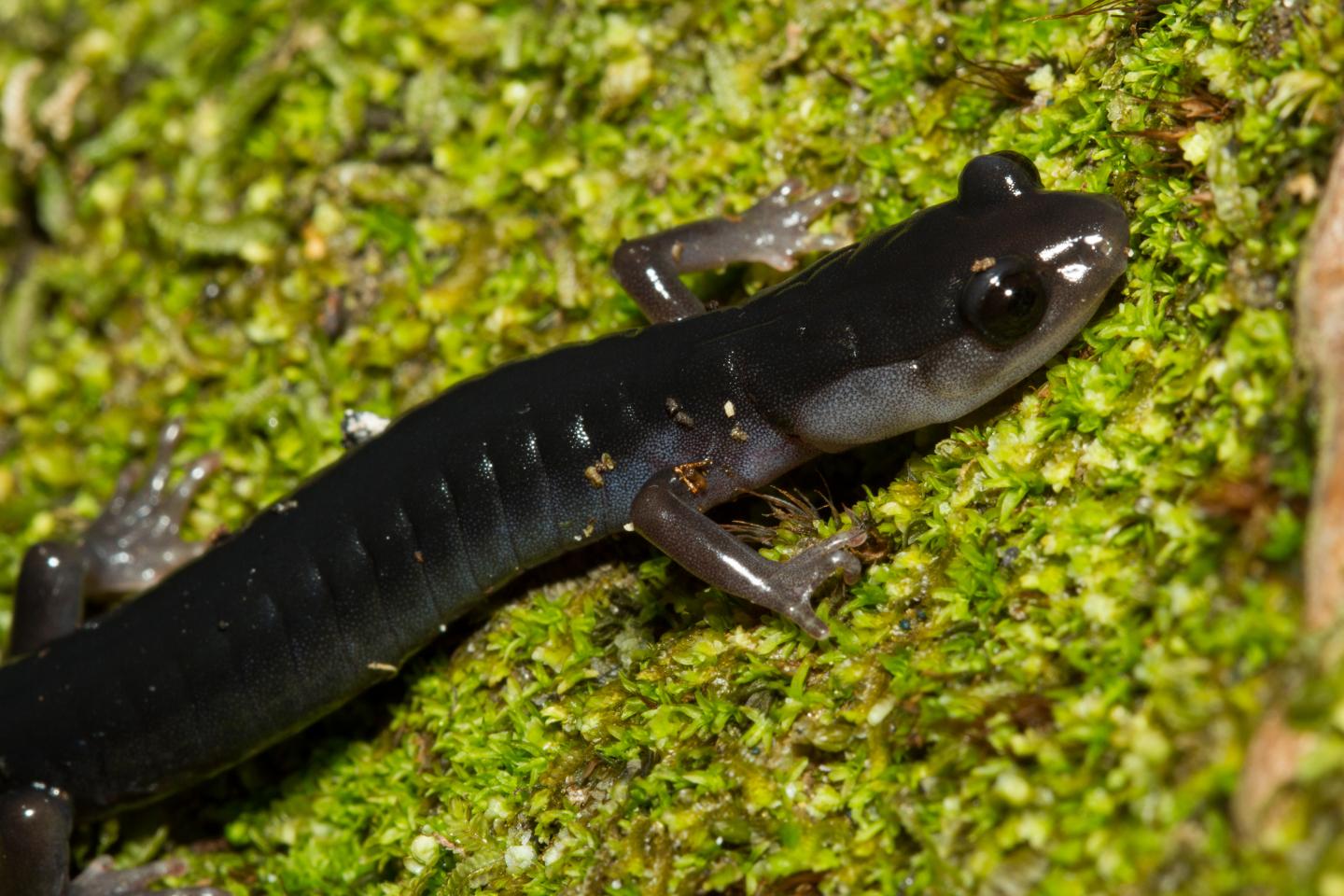 Salamanders' Resilience to a Warming Climate | EurekAlert!