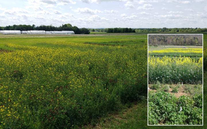 Cover Crops 2 [IMAGE] | EurekAlert! Science News Releases