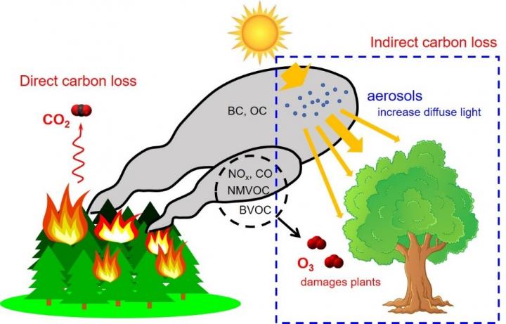 Fire air pollution weakens forest productivit | EurekAlert!