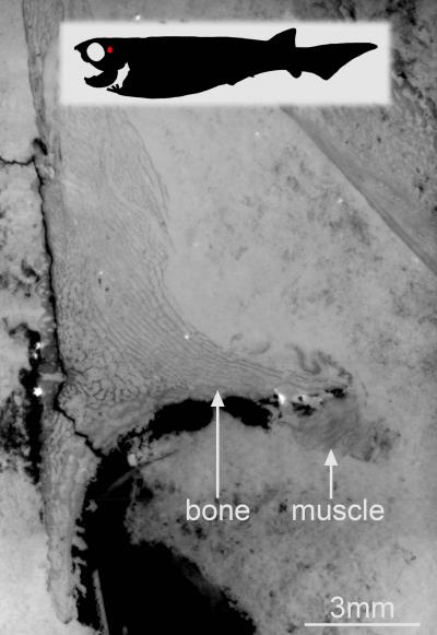 Where the Muscles Are in the F [IMAGE] | EurekAlert! Science News Releases
