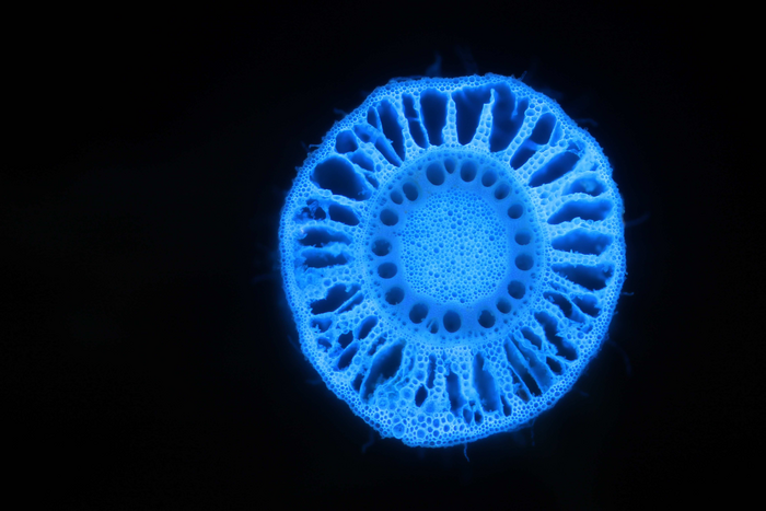 Maize root anatomy [IMAGE] | EurekAlert! Science News Releases