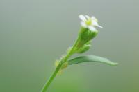 Insects Drive Rapid Evolution of Plant Hosts | EurekAlert!