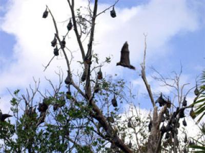 Daytime Roost of a Flying Fox [IMAGE] | EurekAlert! Science News Releases