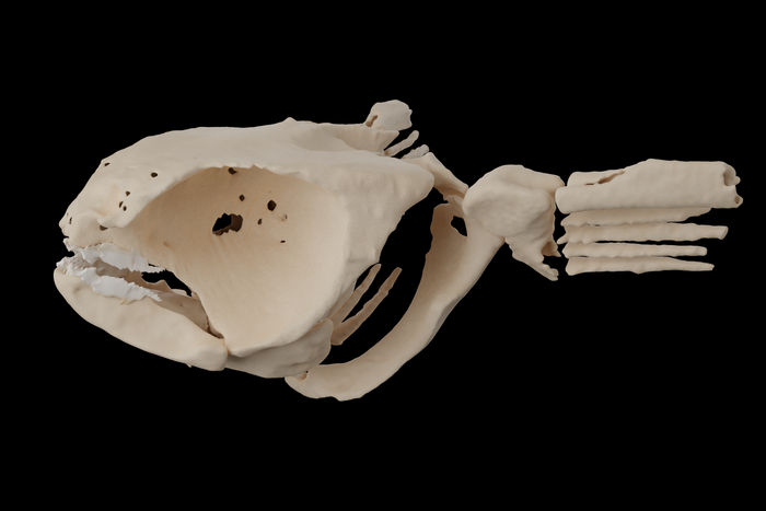 Iniopera reconstruction [IMAGE] | EurekAlert! Science News Releases