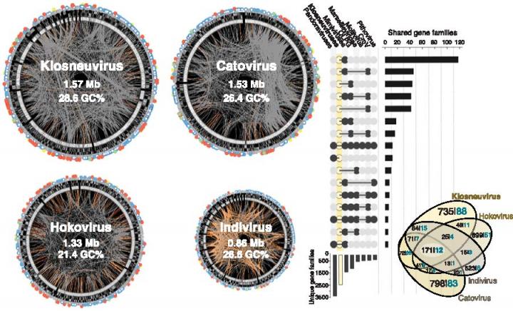 Giant Viruses May Simply Be a Frankenstein of | EurekAlert!