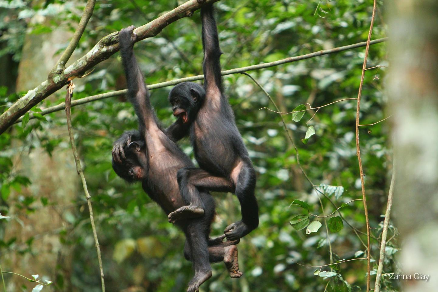 Two Bonobo Children [IMAGE] | EurekAlert! Science News Releases