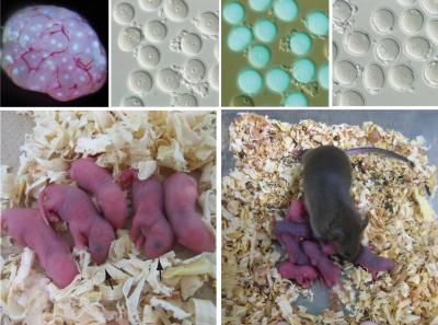 Working Mouse Eggs Made From Stem Cells (3 of | EurekAlert!