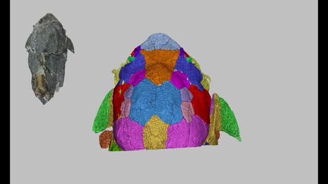 Early fossil fish from China shows where our | EurekAlert!