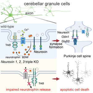 Neurexin controls cerebellar granule cells (i | EurekAlert!