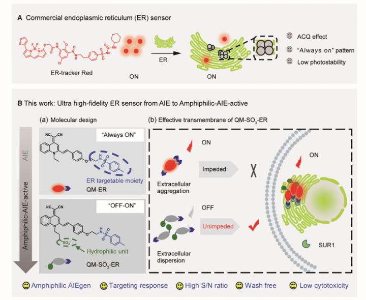 双亲性AIE荧光探针：突破AIE荧光分子生物靶向成像的瓶颈 | EurekAlert!