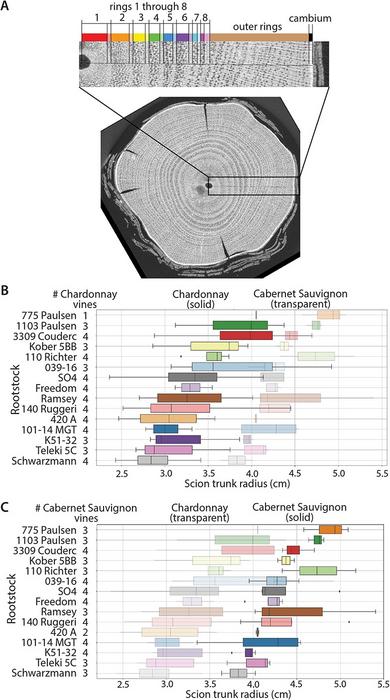 Unveiling the subtle influence of rootstocks | EurekAlert!