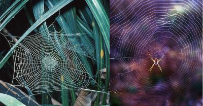Origins of the Spider Orb Web | EurekAlert!