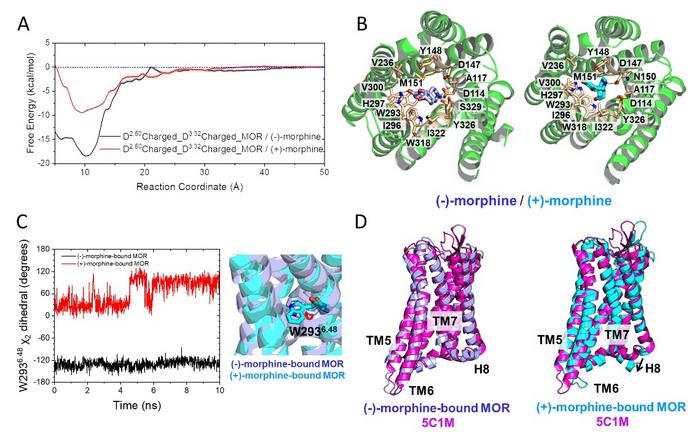 Thermodynamic analysis of morp [IMAGE] | EurekAlert! Science News Releases