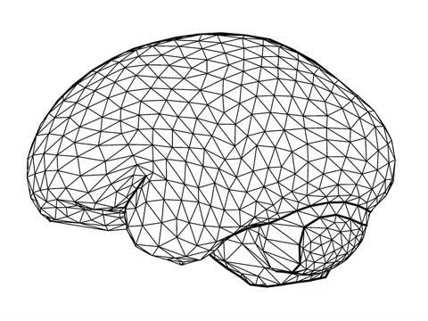 Modern Human Brain Shape Evolved Gradually, U | EurekAlert!