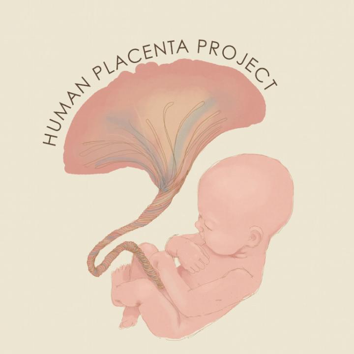Human Placenta Project [IMAGE] | EurekAlert! Science News Releases