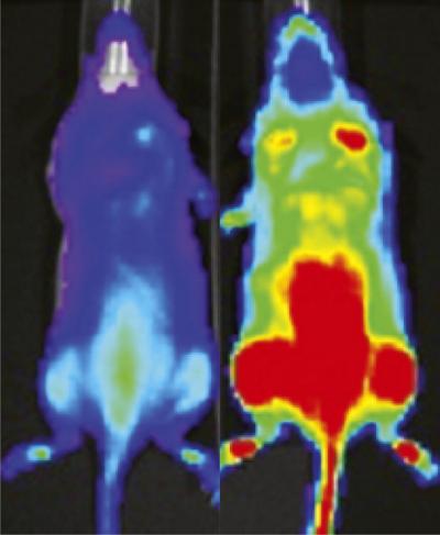 H2O2 in Mice [IMAGE] | EurekAlert! Science News Releases