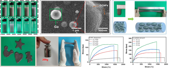 Morphology of CCNF-stabilized [IMAGE] | EurekAlert! Science News Releases