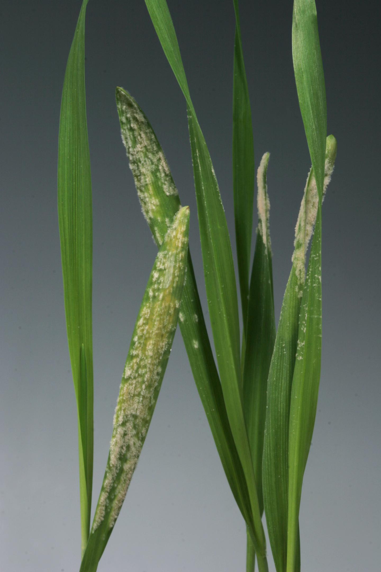 Barley Leaves Infected with Po [IMAGE] | EurekAlert! Science News Releases