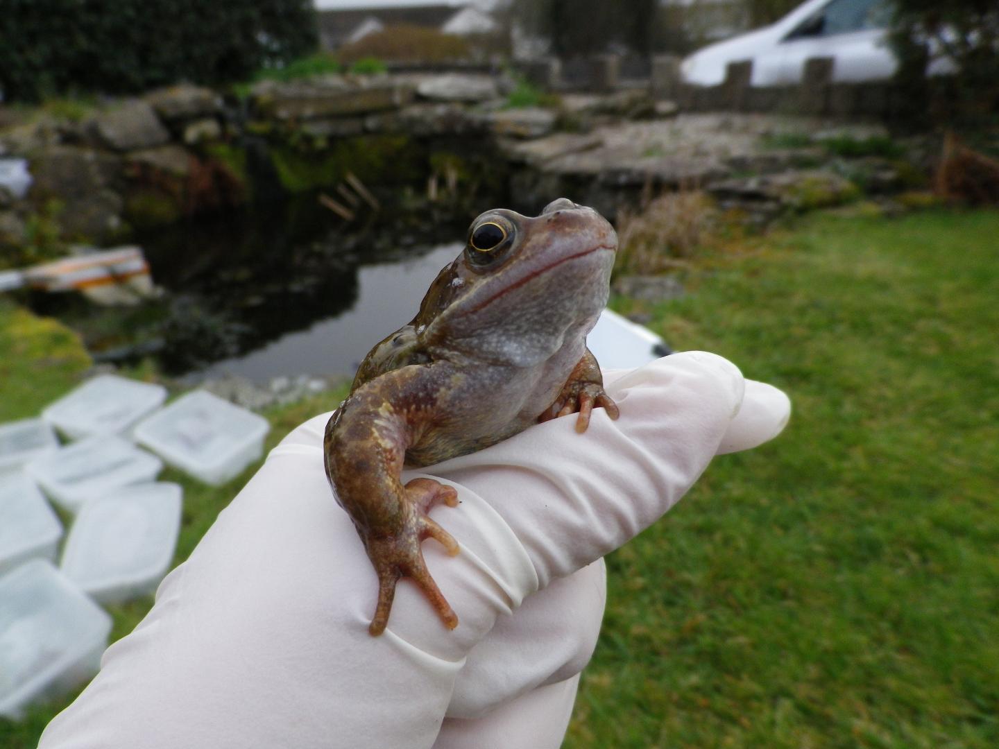 Frogs face virus risk in garden ponds | EurekAlert!