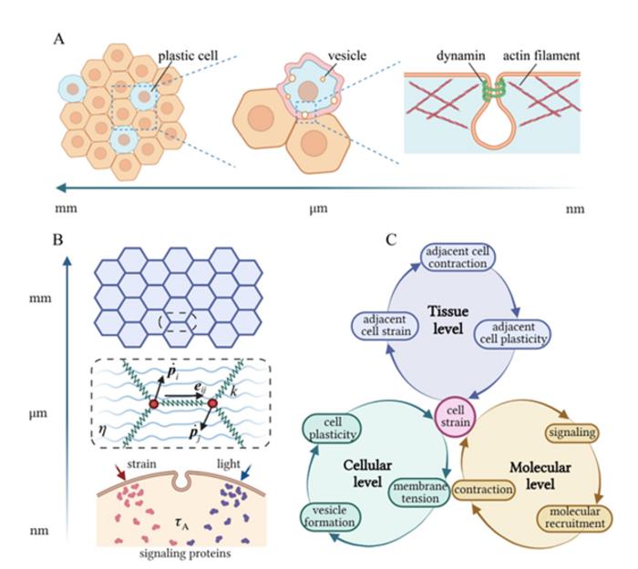 Cellular plasticity [IMAGE] | EurekAlert! Science News Releases
