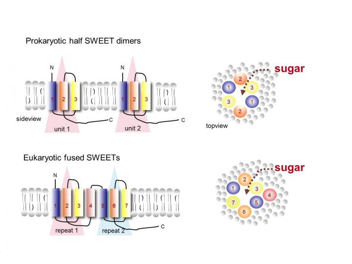 SWEET2 [IMAGE] | EurekAlert! Science News Releases