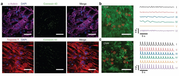 Cardiac cells [IMAGE] | EurekAlert! Science News Releases