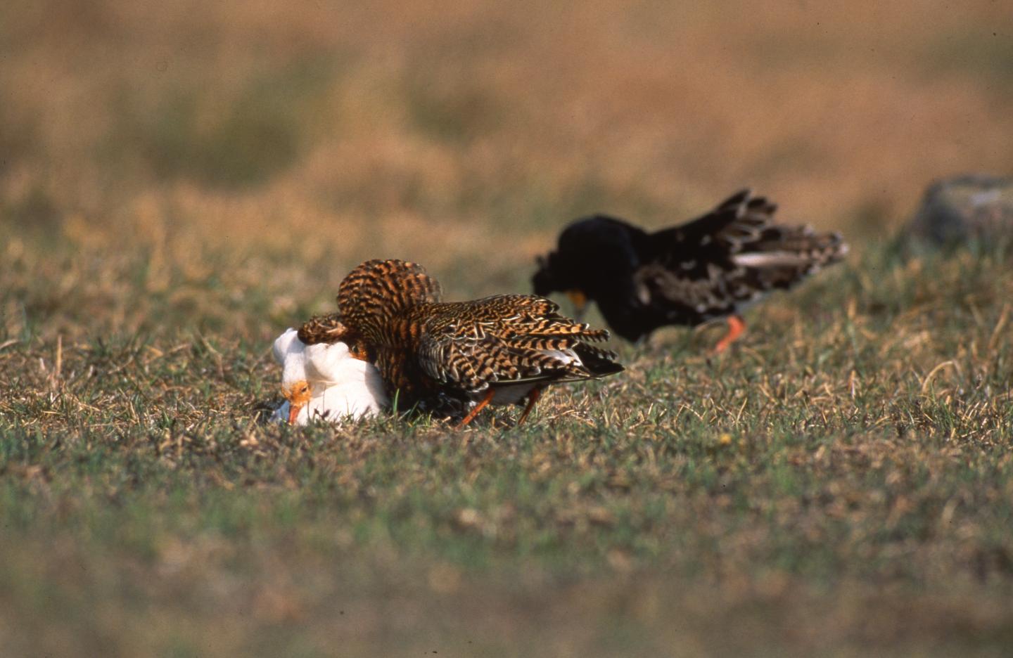 Ruff [IMAGE] | EurekAlert! Science News Releases