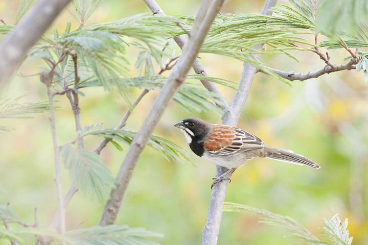 Study: Temperature a dominant influence on bi | EurekAlert!