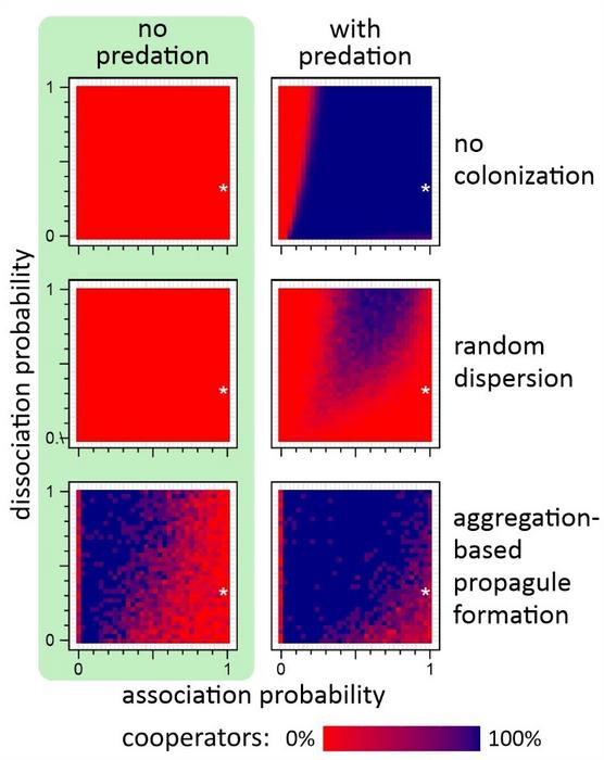 Aggregation-based colonization [IMAGE] | EurekAlert! Science News Releases