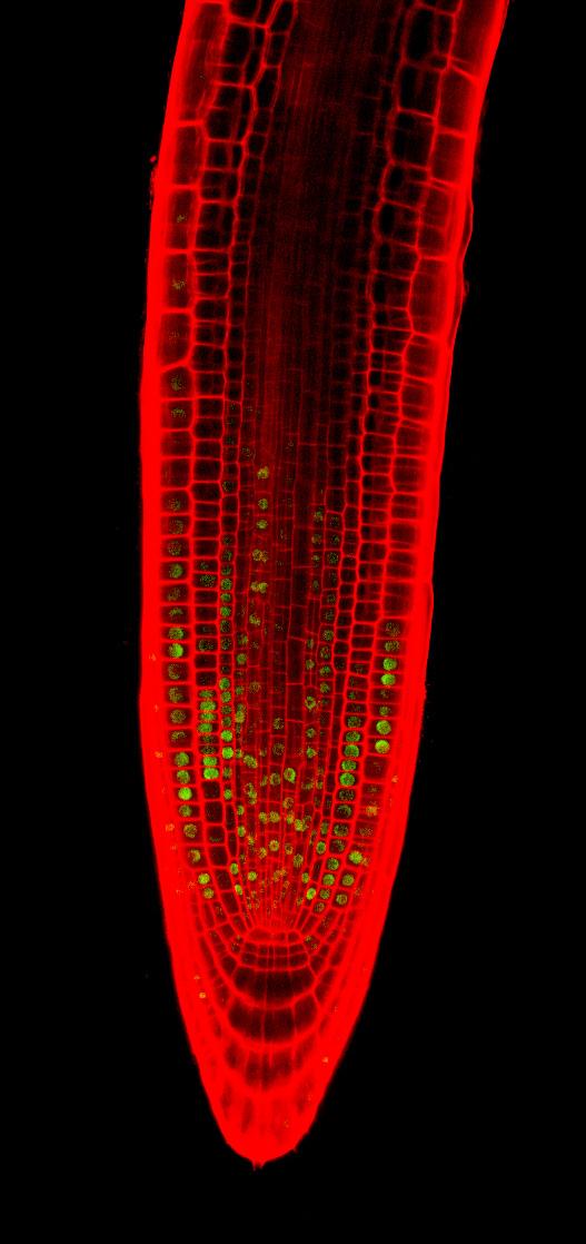 Arabidopsis Root Tip [IMAGE] | EurekAlert! Science News Releases