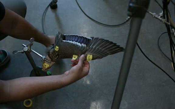 Whether Birds Flap, Glide, or Soar Determines | EurekAlert!