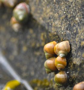 Marine snails 2 [IMAGE] | EurekAlert! Science News Releases