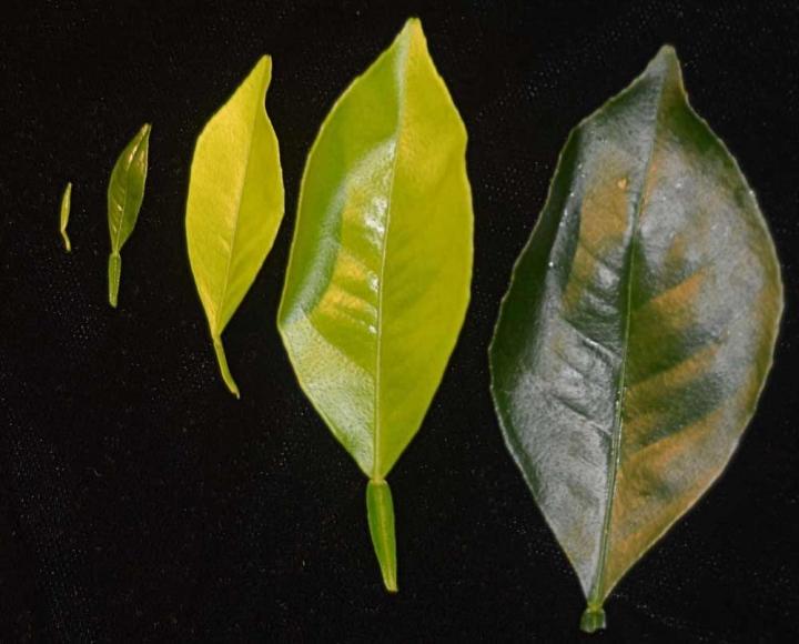 Citrus Leaf Stages [IMAGE] | EurekAlert! Science News Releases