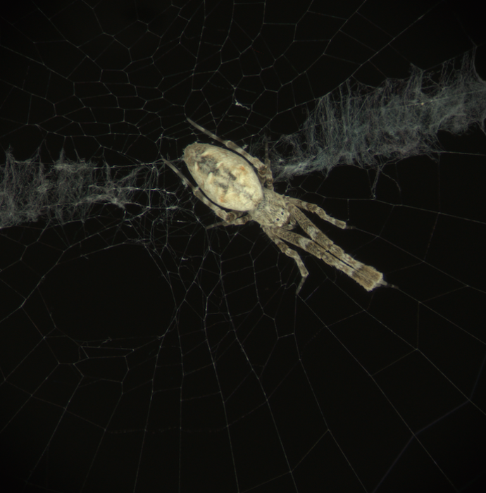 A hackled orb weaver [IMAGE] | EurekAlert! Science News Releases