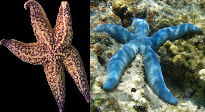 Northern Pacific Sea Star and [IMAGE] | EurekAlert! Science News Releases