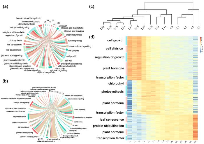 Forest polyploid breeding group at Beijing Fo | EurekAlert!