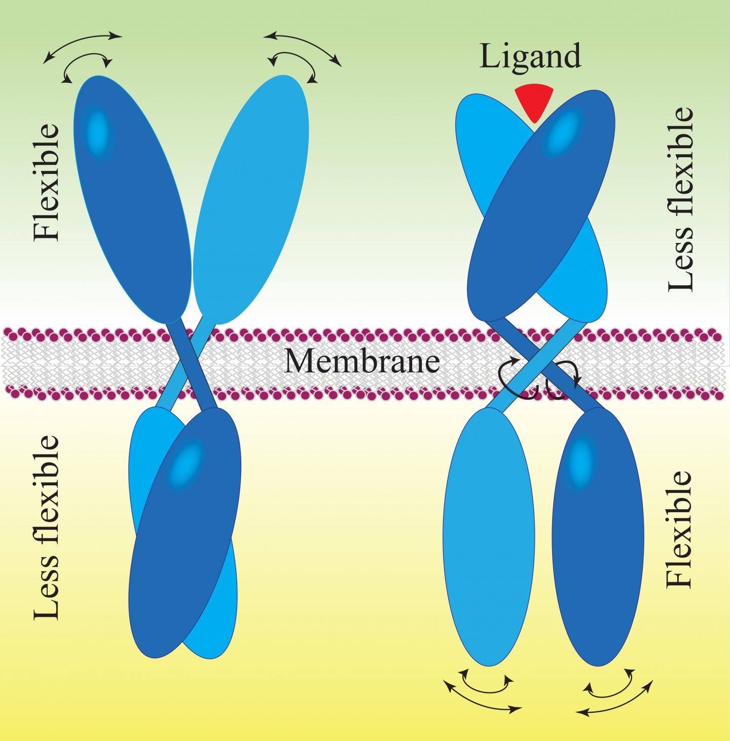 Ligand Binding Process [image] Eurekalert Science News Releases