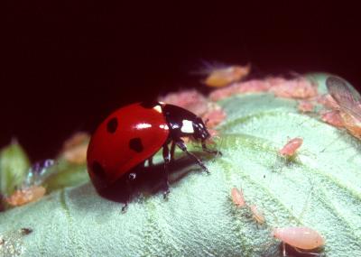 Ladybug [IMAGE] | EurekAlert! Science News Releases