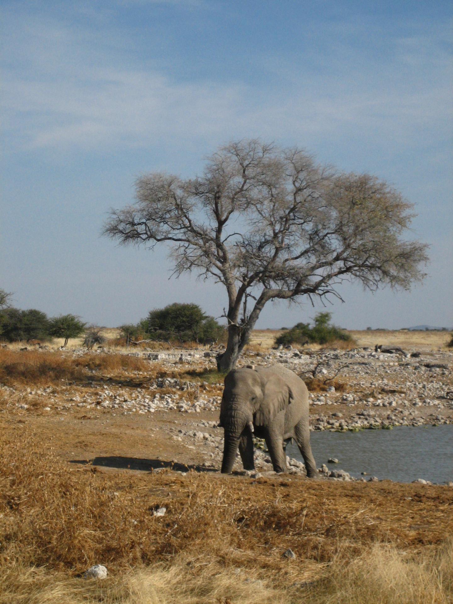 Elephant [IMAGE] | EurekAlert! Science News Releases