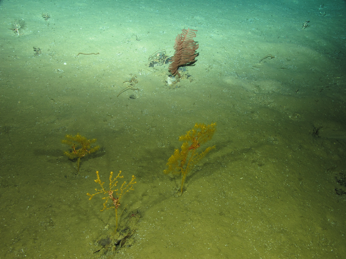 An effort of 15 deep-sea inter [IMAGE] | EurekAlert! Science News Releases