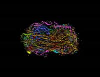 Allen Institute for Cell Science debuts first | EurekAlert!