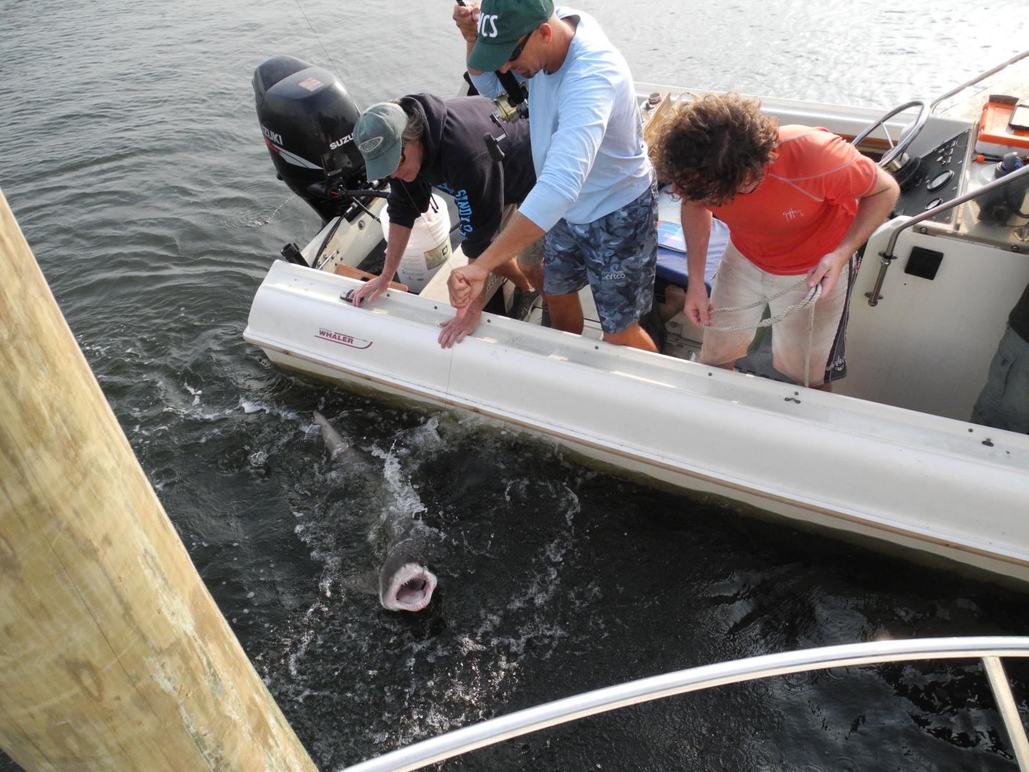 Researchers and Sand Tiger Sha [IMAGE] | EurekAlert! Science News Releases