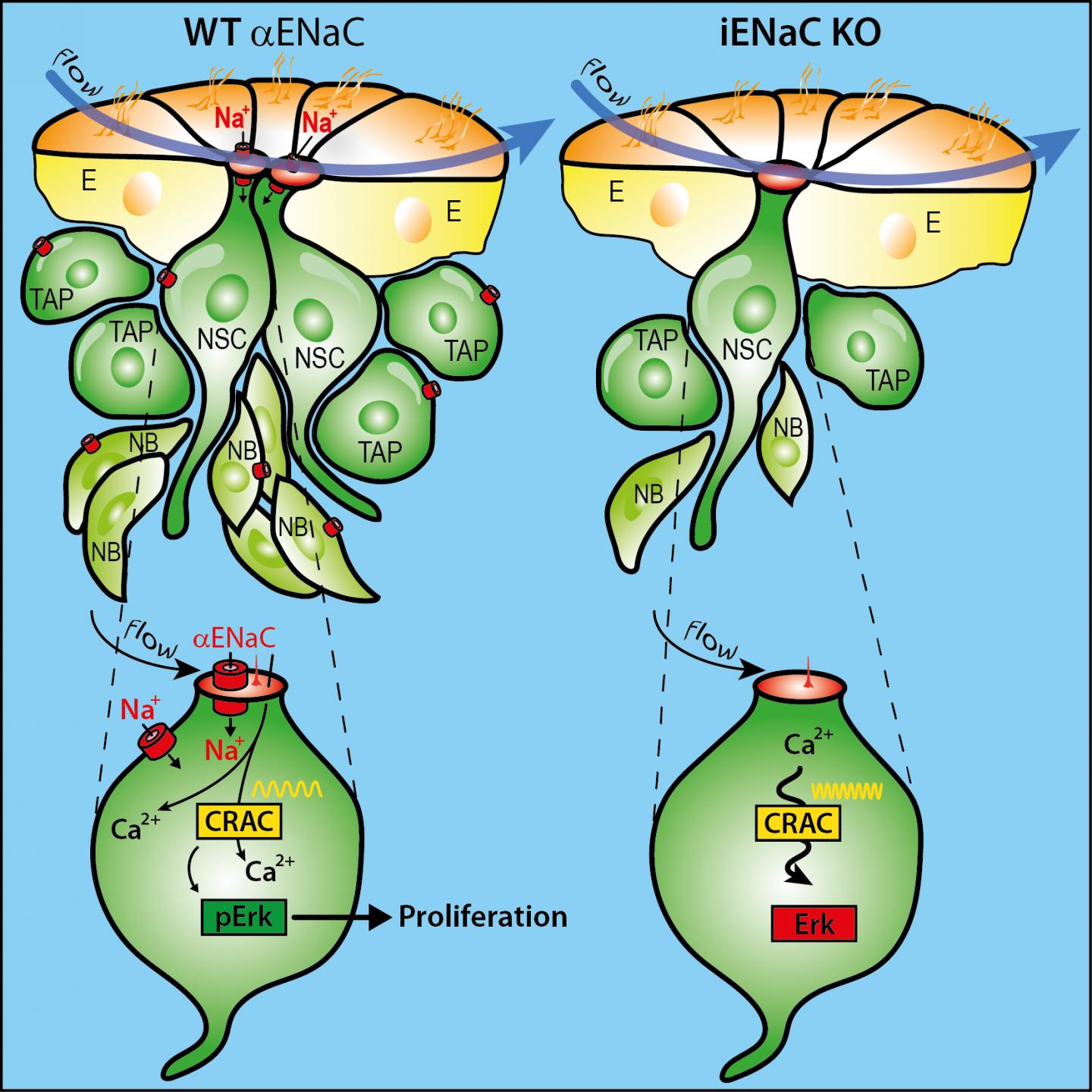Graphical Abstract [IMAGE] | EurekAlert! Science News Releases
