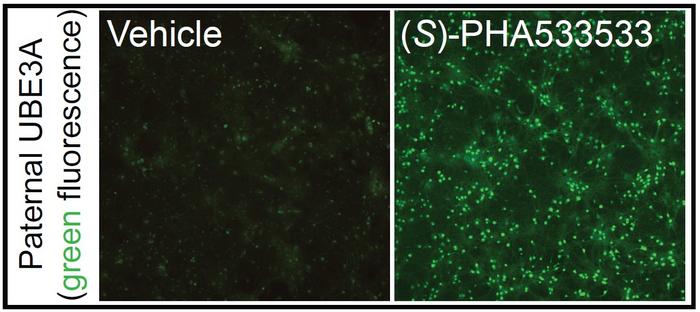 (S)-PHA533533 Turns On the Pat [IMAGE] | EurekAlert! Science News Releases