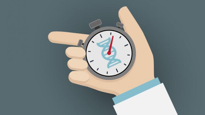 DNA Clock [IMAGE] | EurekAlert! Science News Releases