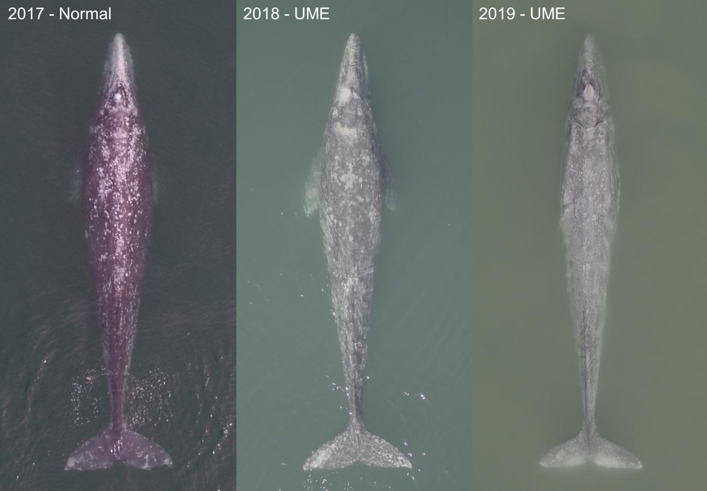 Emaciated whales [IMAGE] | EurekAlert! Science News Releases