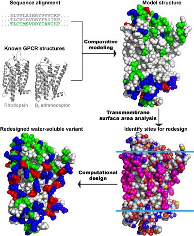 Computationally Designing a Mu [IMAGE] | EurekAlert! Science News Releases
