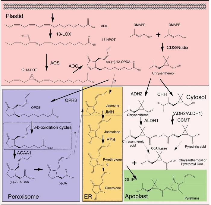 Fig.2 [IMAGE] | EurekAlert! Science News Releases