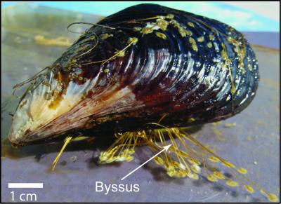 Why a Mussel's Muscles Are So Strong (1 of 2) | EurekAlert!